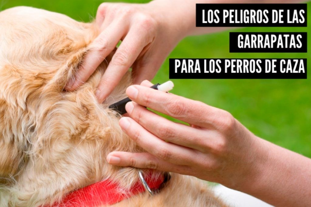 Los peligros de las garrapatas para los perros de caza - Blog Caza Chiruca
