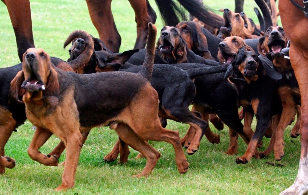 Las claves sobre los perros cobradores en la caza - Blog Caza Chiruca